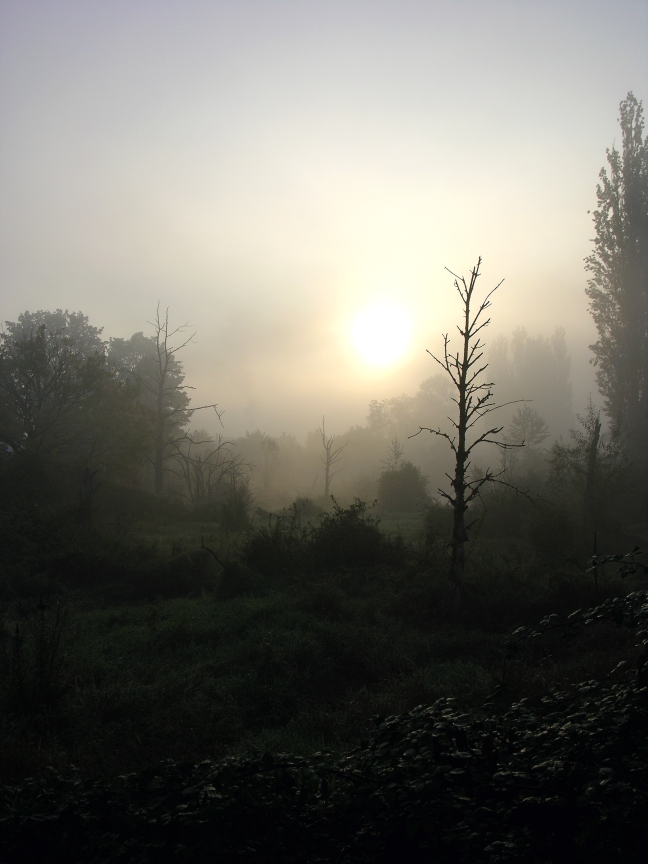 Langley Tree | basil.CA